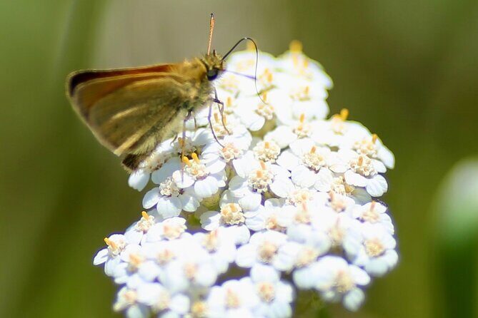 Bryans Flat View Horseback Ride - Who Should Consider This Tour?