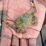 Buccoo Reef and Nylon Pool Adventure - What to Expect: A Step-by-Step Breakdown