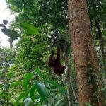 Bukit Lawang: Jungle Trekking and Rafting Day Trip - Authentic Guides and Local Touches