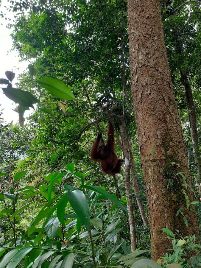Bukit Lawang: Jungle Trekking and Rafting Day Trip - Authentic Guides and Local Touches