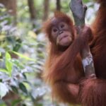 Bukit Lawang: Orangutan Jungle Trekking Tour & Homestay SAMA - Final Thoughts