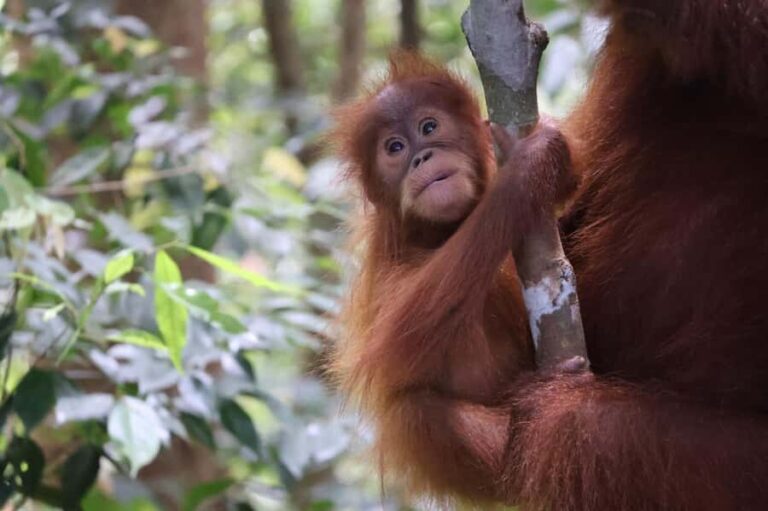 Bukit Lawang: Orangutan Jungle Trekking Tour & Homestay SAMA - Final Thoughts
