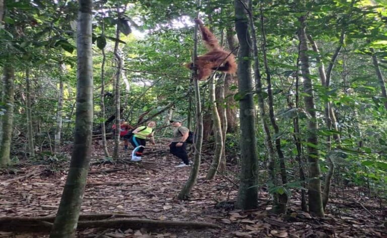 Bukit Lawang: Orangutan Tour & Wonderful Jungle View - The Practicalities: What You Should Know