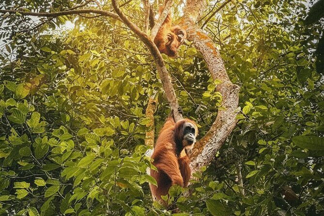 Bukit lawang | Orangutan trekking and Art Class Excursion (2D1N) - What to Expect from this Tour