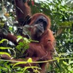 Bukit Lawang: Private Jungle Trek & River Tubing Tour - A Detailed Look at the Itinerary