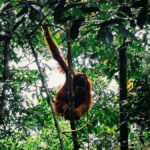 Bukitlawang Orangutan : 3 Days Group Jungle Trek - Who Should Consider This Tour?