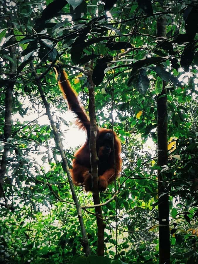 Bukitlawang Orangutan : 3 Days Group Jungle Trek - Who Should Consider This Tour?