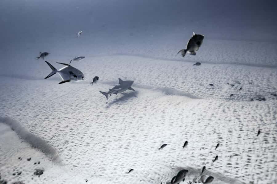 Bull Shark Dive in Playa del CarmenDive Machine Experience - What You Can Expect from the Tour