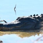 Bulls Island Ferry Adventure - Final Thoughts