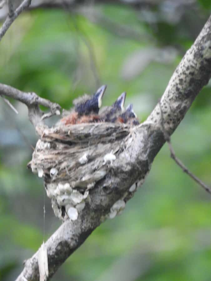 Bundala National Park Safari Tours: Half-Day or Full-Day - Discovering Bundala: What Makes This Safari Stand Out