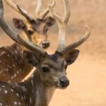 Bundi: Ramgarh Vishdhari Tiger Reserve Jeep Safari Ticket - The Experience: What to Expect