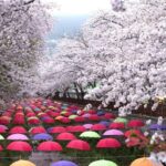 Busan: Jinhae Cherry Blossom Day & Night or 1 Day Tour - What You Can Expect