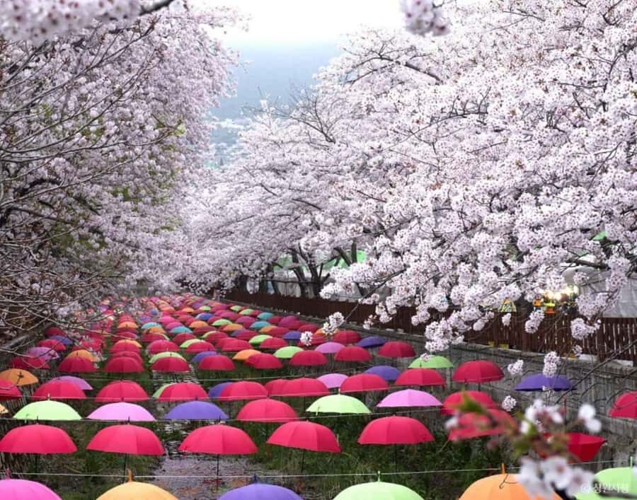 Busan: Jinhae Cherry Blossom Day & Night or 1 Day Tour - What You Can Expect