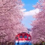 Busan: Jinhae Cherry Blossom Festival Day or Night Tour - What Makes This Tour Stand Out