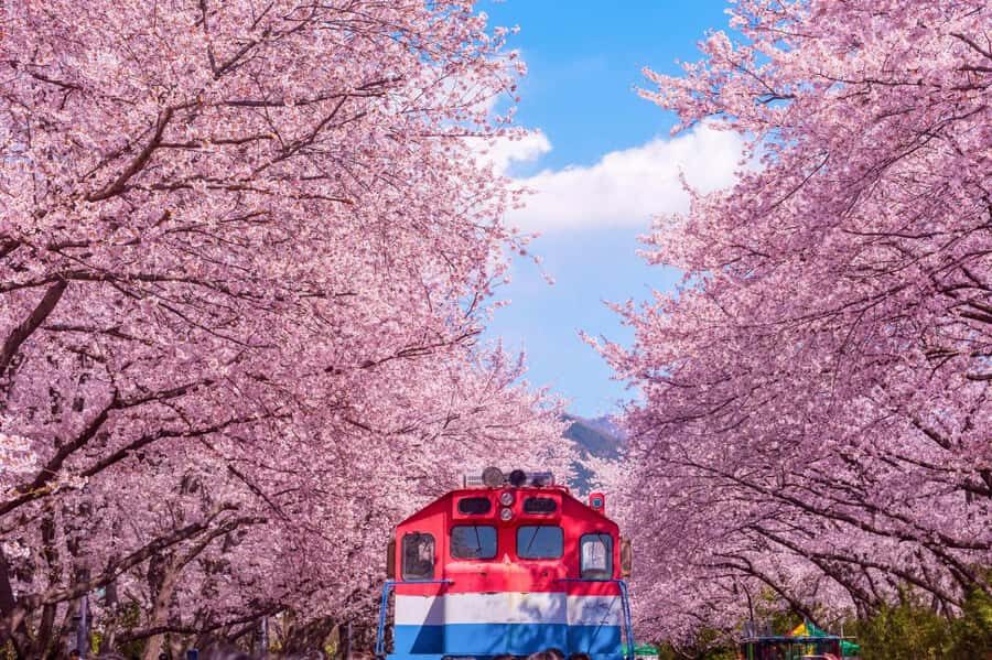 Busan: Jinhae Cherry Blossom Festival Day or Night Tour - What Makes This Tour Stand Out