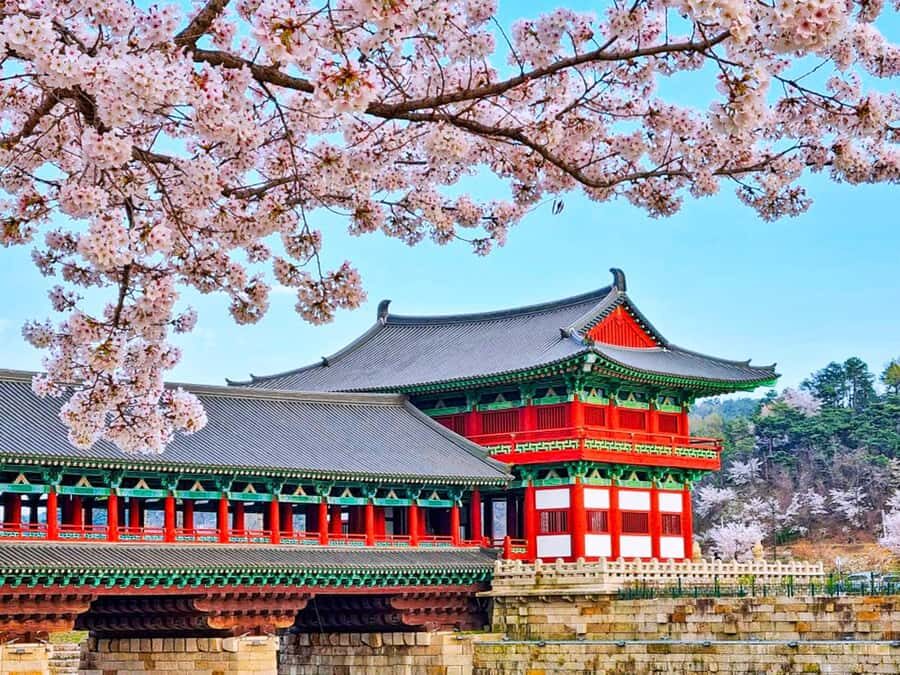 Busan: Spring Cherry Blossom & Gyeongju Highlights Day Tour - Who Should Consider This Tour?