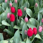 Butchart Gardens Spring & Summer Bloom Highlights (1-6pax) - Final Thoughts