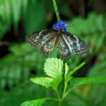 Butterfly and Dragonfly Watching Tours in Sinharaja Rainforest - The Experience on the Ground