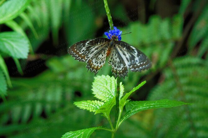 Butterfly and Dragonfly Watching Tours in Sinharaja Rainforest - The Experience on the Ground
