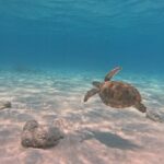 BVI Daytrip on private powerboat with snorkeling - Frequently Asked Questions