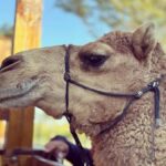 By Brother's Park: 1Hr ATV Ride, Park Entry, Pizza & Drink - The detailed itinerary – what makes each part special