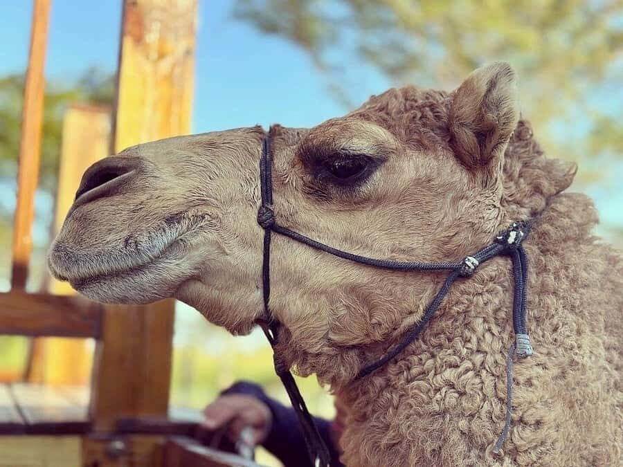 By Brother's Park: 1Hr ATV Ride, Park Entry, Pizza & Drink - The detailed itinerary – what makes each part special