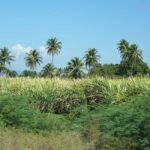 Cabarete: 2-Person Dominican Countryside Buggy Tour - Authenticity and What You’ll Remember