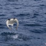 Cabo San Lucas: Mobula Ray Safari - What to Expect During the Snorkeling Experience