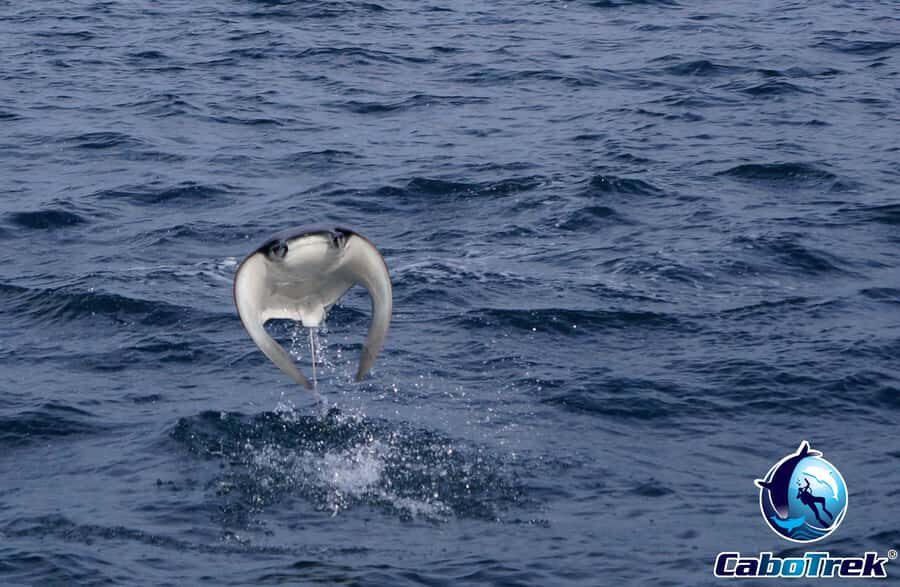 Cabo San Lucas: Mobula Ray Safari - What to Expect During the Snorkeling Experience