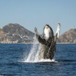 Cabo San Lucas Small-Group Whale Watching Tour: Hear the Whales - Frequently Asked Questions
