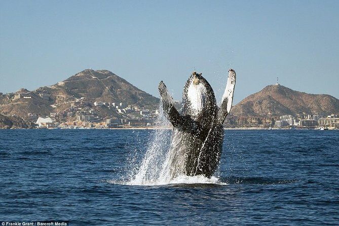 Cabo San Lucas Small-Group Whale Watching Tour: Hear the Whales - Frequently Asked Questions