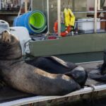 Cabo San Lucas Snorkel Adventure with Photos Included - Snorkeling Experience
