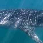 Cabo San Lucas: Snorkeling with Whale Sharks & Breakfast - The Breakfast in Todos Santos: A Culinary Highlight