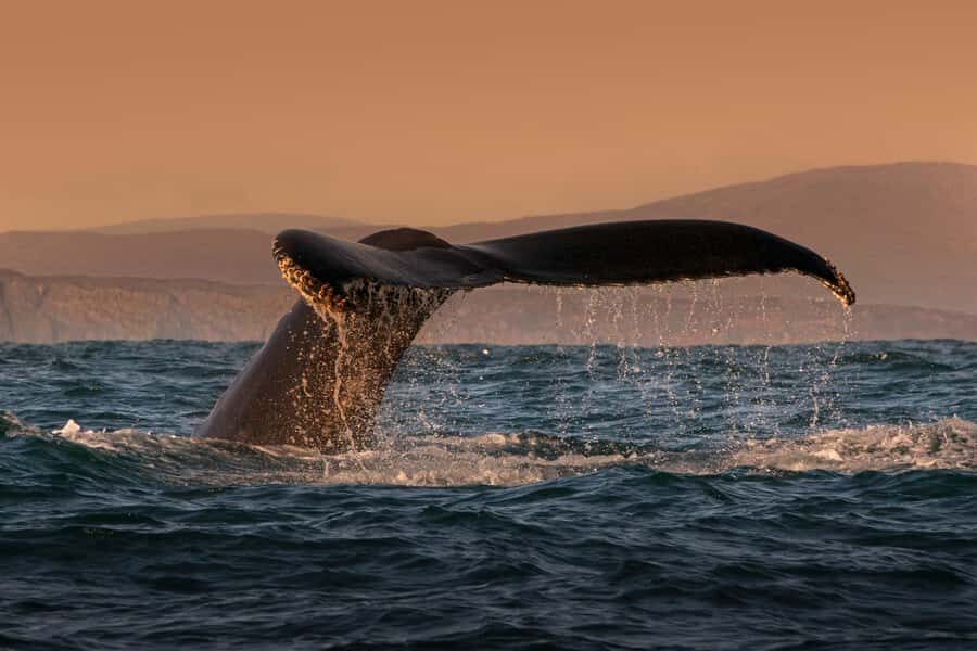 Cabo San Lucas: Whale Watching and Snorkeling Tour - What to Expect from the Tour