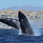 Cabo San Lucas Whale Watching: Hear the Whales as You See Them - Key Points
