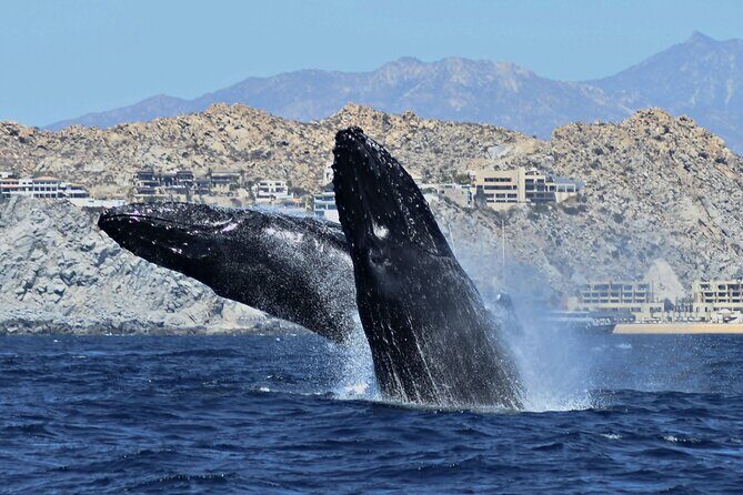 Cabo San Lucas Whale Watching: Hear the Whales as You See Them - Key Points