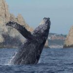 Cabo San Lucas: Whale Watching/Hearing Tour with Hydrophones - Key Points