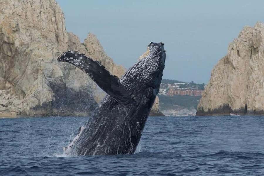 Cabo San Lucas: Whale Watching/Hearing Tour with Hydrophones - Key Points