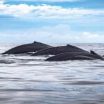 Cabo San Lucas: Whale Watching Tour - Why This Tour Is Worth Considering