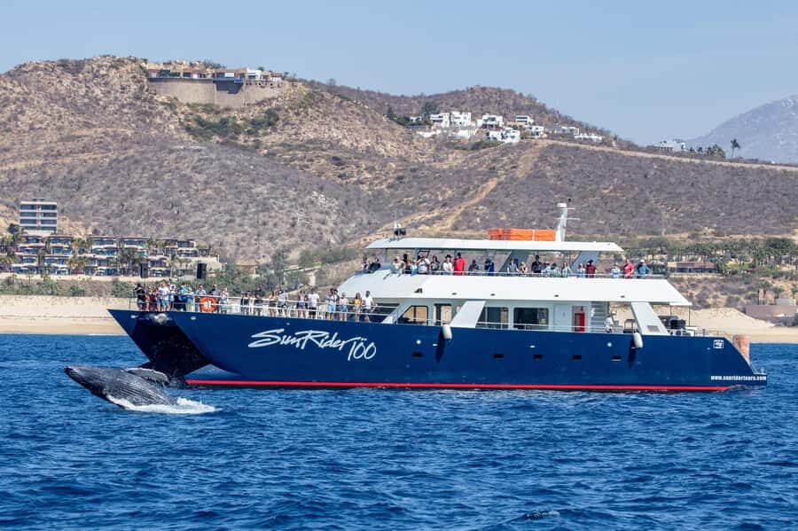 Cabo San Lucas: Whale Watching Tour with Buffet & Open Bar - Final Thoughts on Value