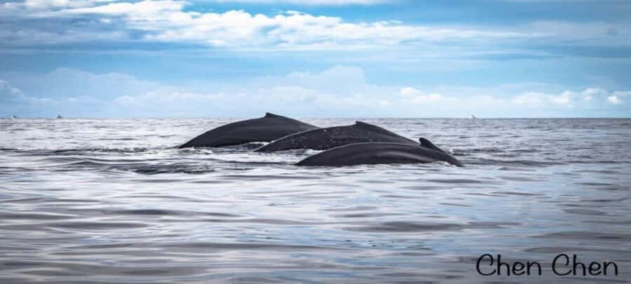 Cabo San Lucas: Whale Watching Tour - Why This Tour Is Worth Considering