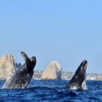 Cabo Whale Watching Cruise - Final Thoughts: Is It Worth It?