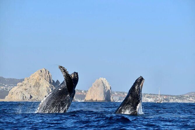 Cabo Whale Watching Cruise - Final Thoughts: Is It Worth It?