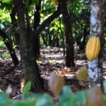 Cacao Plantation and Chocolate Factory Tour- Classic - What Travelers Say