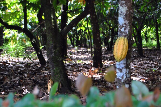 Cacao Plantation and Chocolate Factory Tour- Classic - What Travelers Say