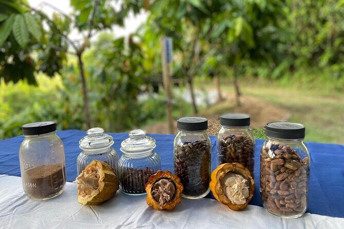 Cacao Walking Tour in Puerto Rico - A Practical Look at the Tour