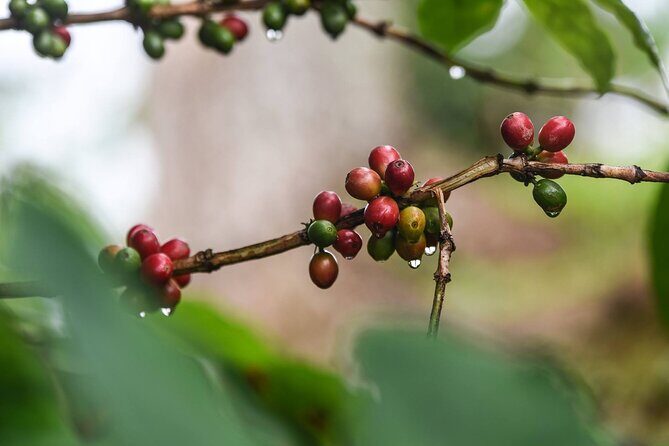 Cafe y Ron: Bad Bunny Inspired Local Full Day Tour from San Juan - The Value of the Experience