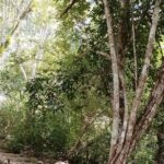 Calakmul and Bat Cave Tour from Bacalar - Who Should Consider This Tour?