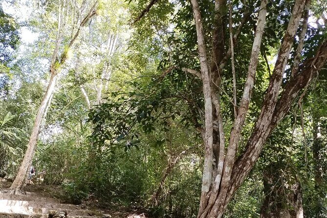 Calakmul and Bat Cave Tour from Bacalar - Who Should Consider This Tour?