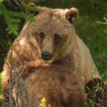 Calgary: Banff Gondola, Lake Louise, Minnewanka Premium Tour - Why This Tour Offers Great Value